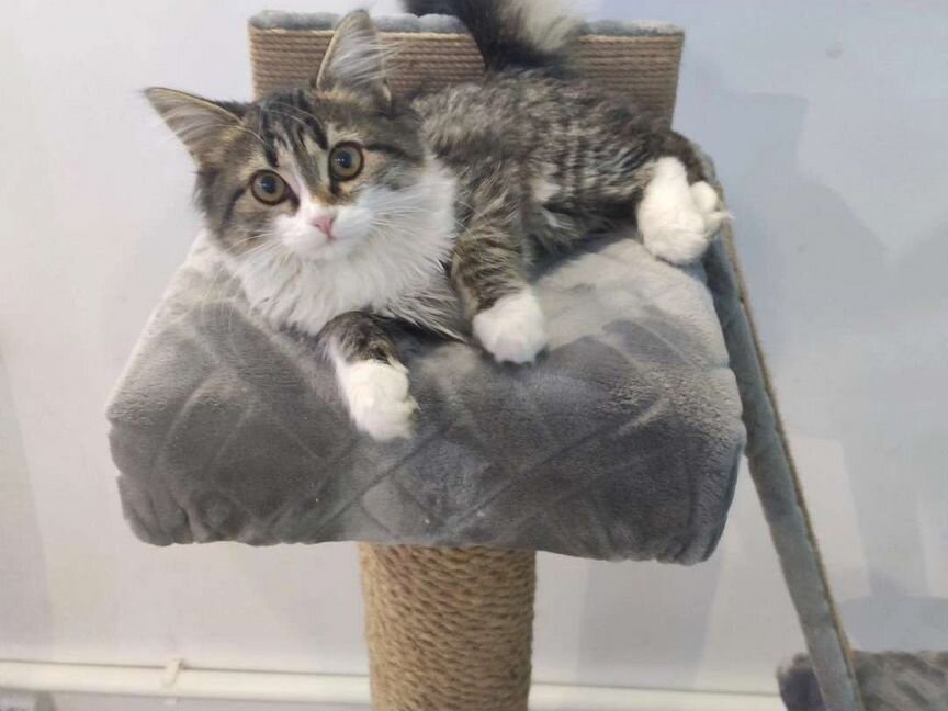Кошачий домик