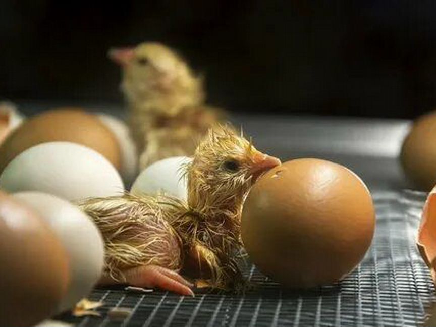 И/Я бройлера на 19,20,21 июня