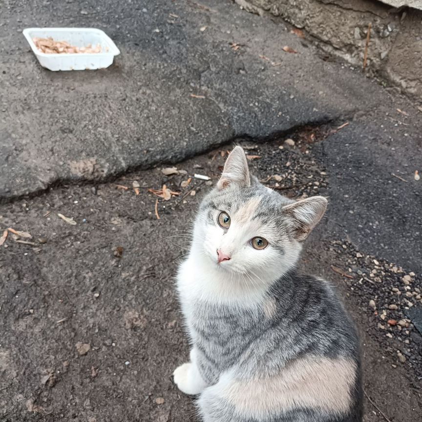 Котенок котик котята