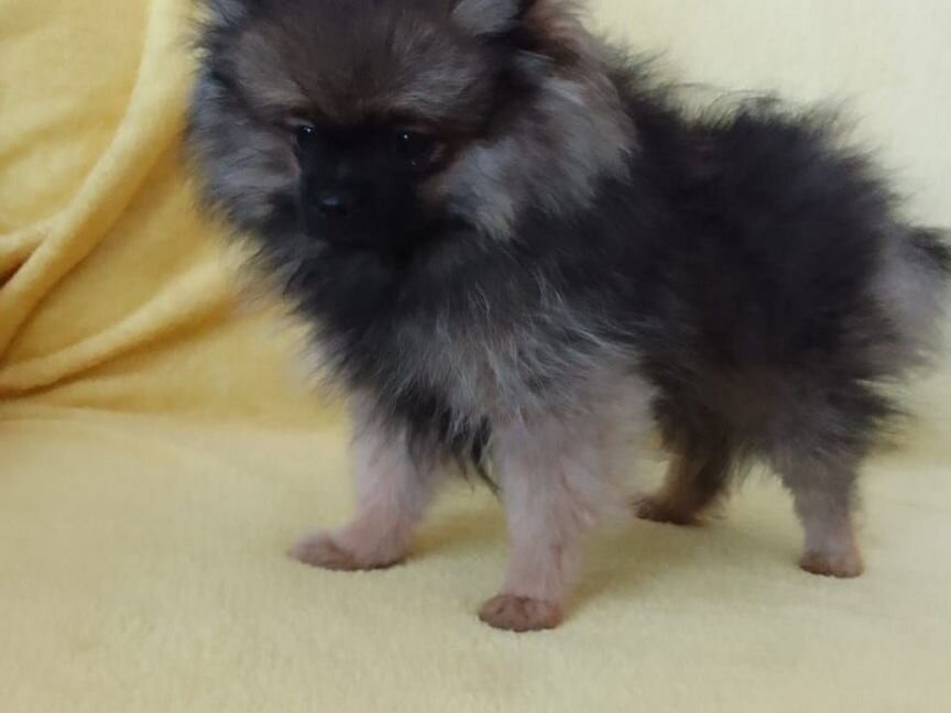 С Р О Ч Н О Шпиц мальчик померанец Челябинск