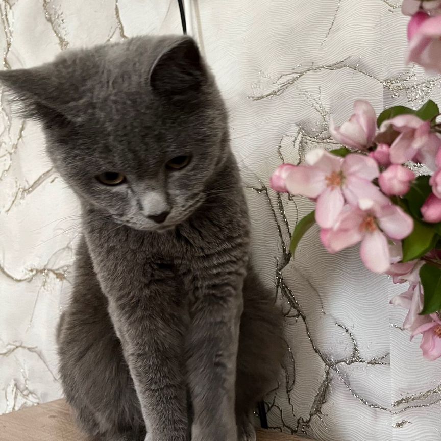 Британский котик