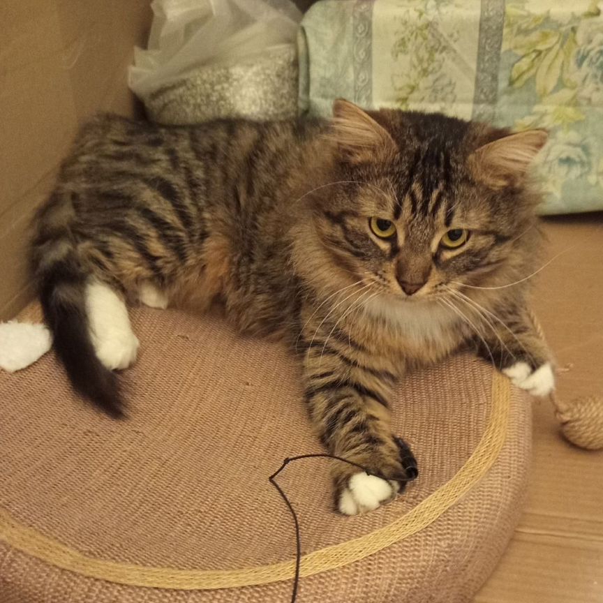 Взрослый кот в добрые руки