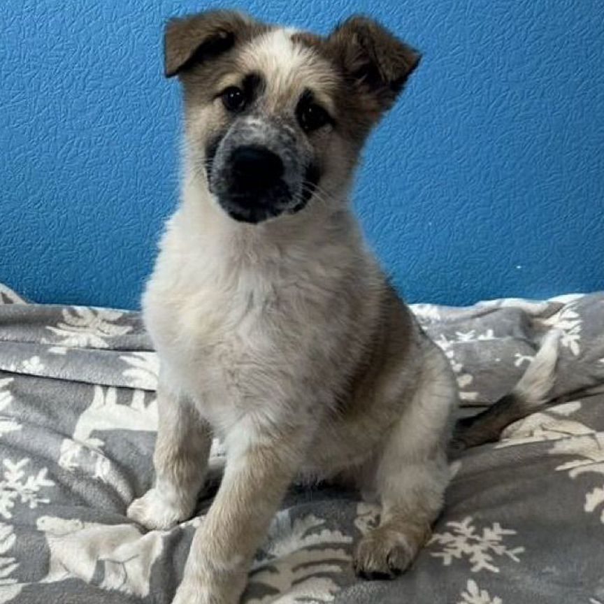 Щенок в добрые руки