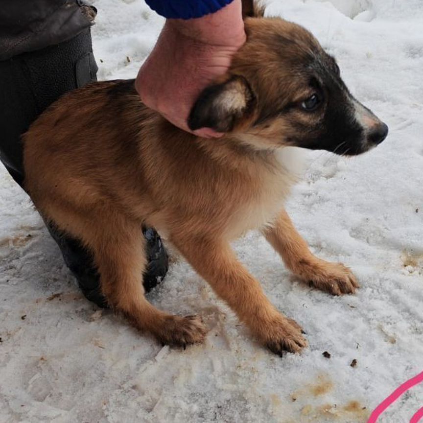 Щенок в добрые руки