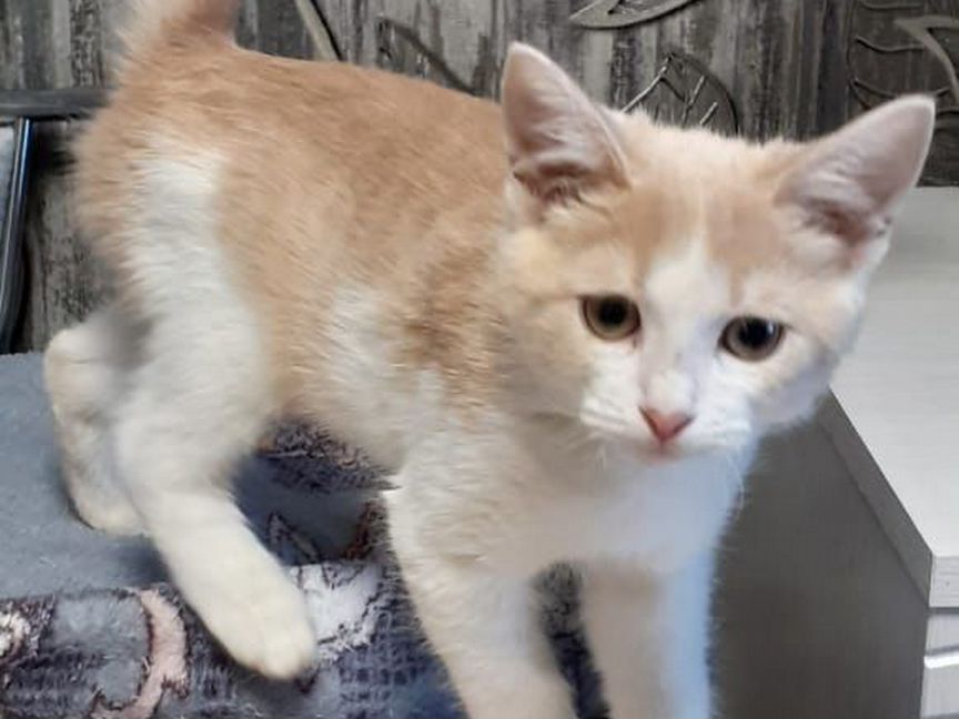 Котёнок Персея