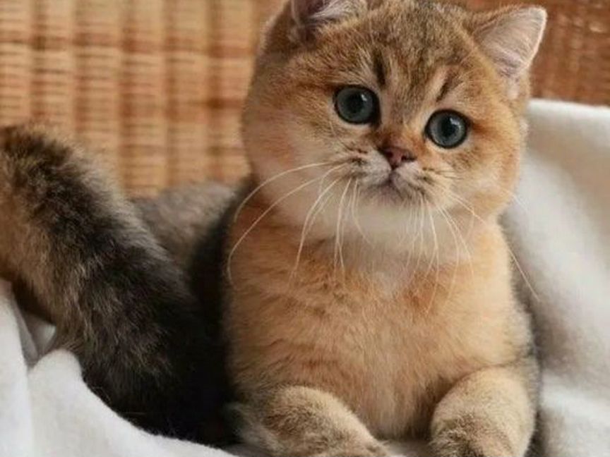Котята