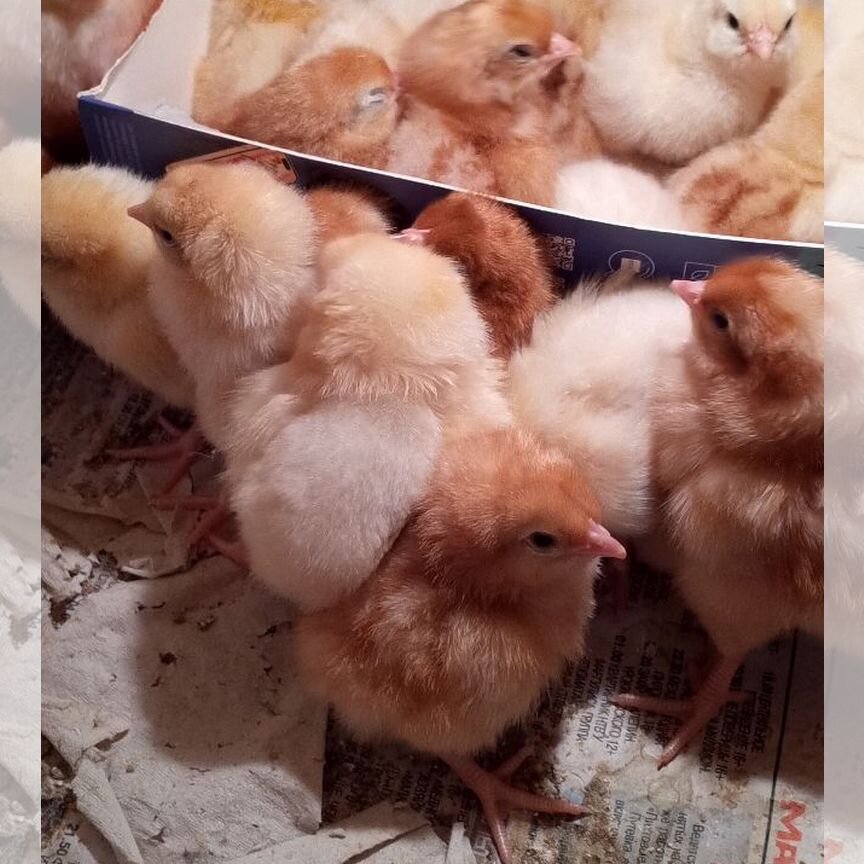 Цыплята суточные