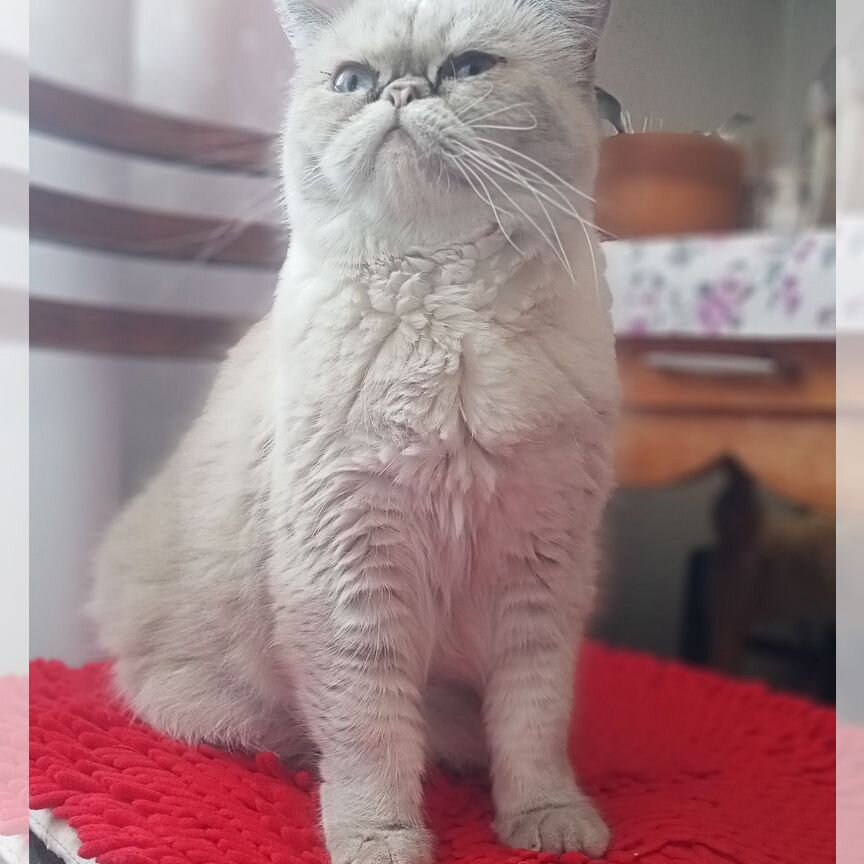 Экзотическая короткошёрстная, взрослая кошка