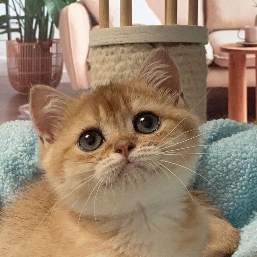 Котик ny11