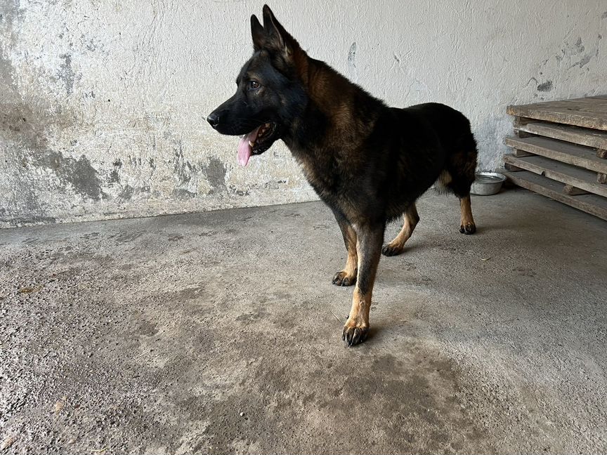 Немецкая овчарка