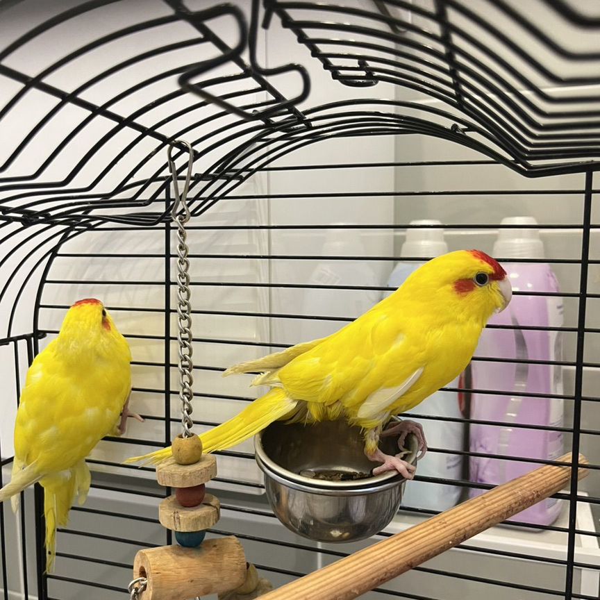 Попугаи какарики