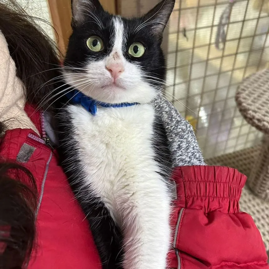 Нежный чудо котик ищет дом