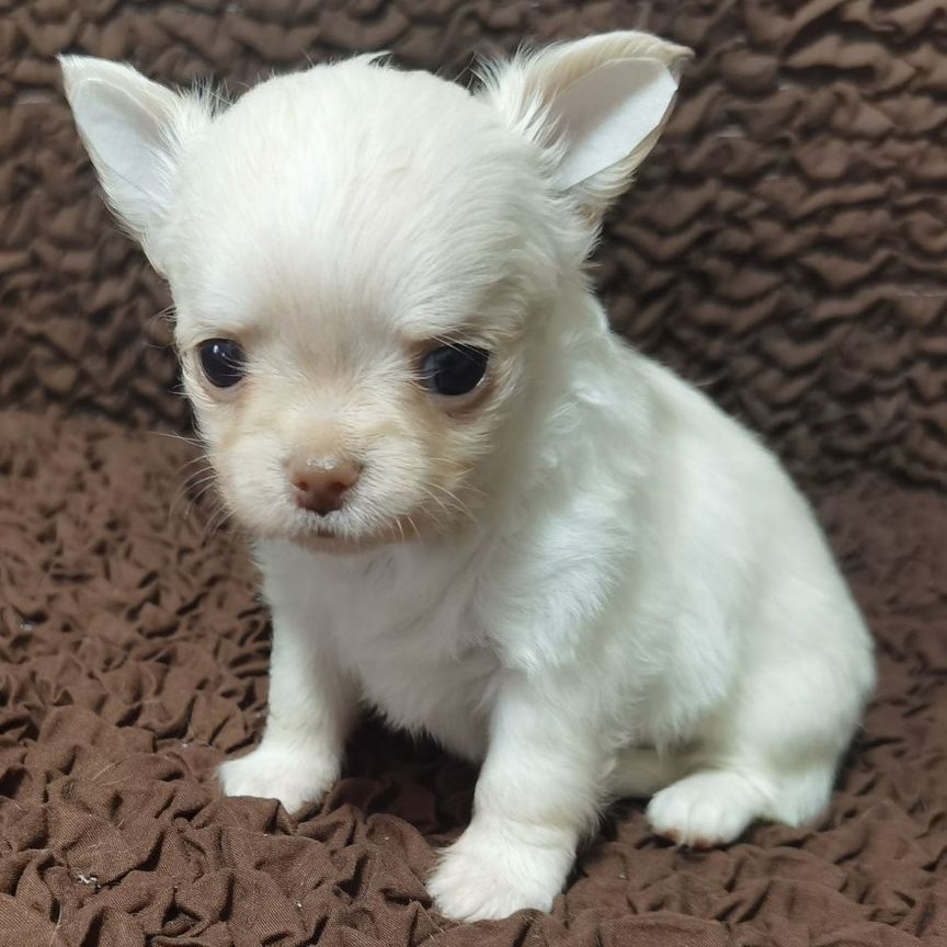 Чихуахуа девочка длинношерстная мини РКФ