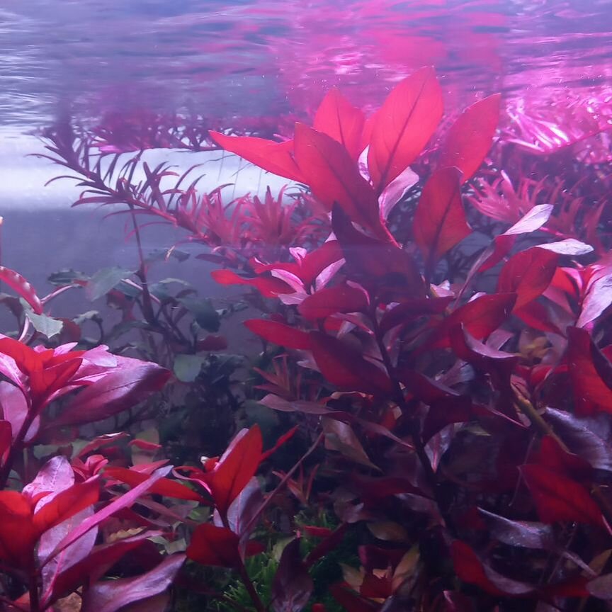 Аквариумное растение