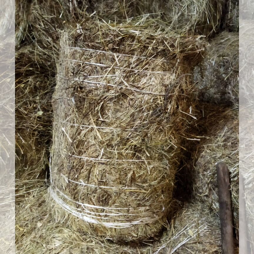 Продам сено в рулонах