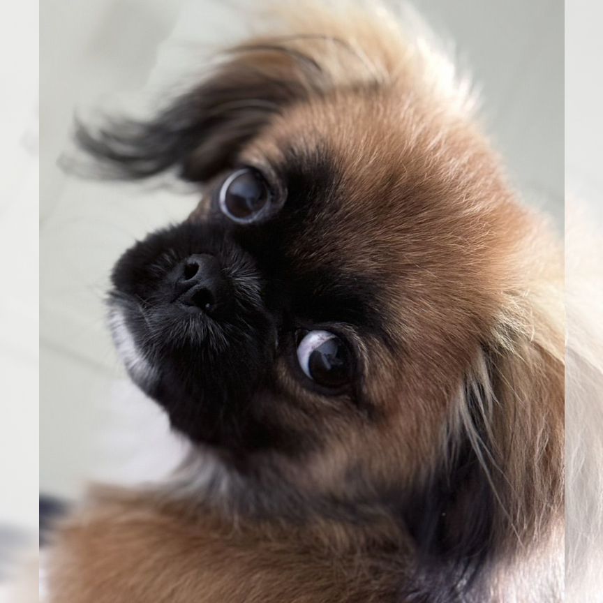 Пекинес, щенок