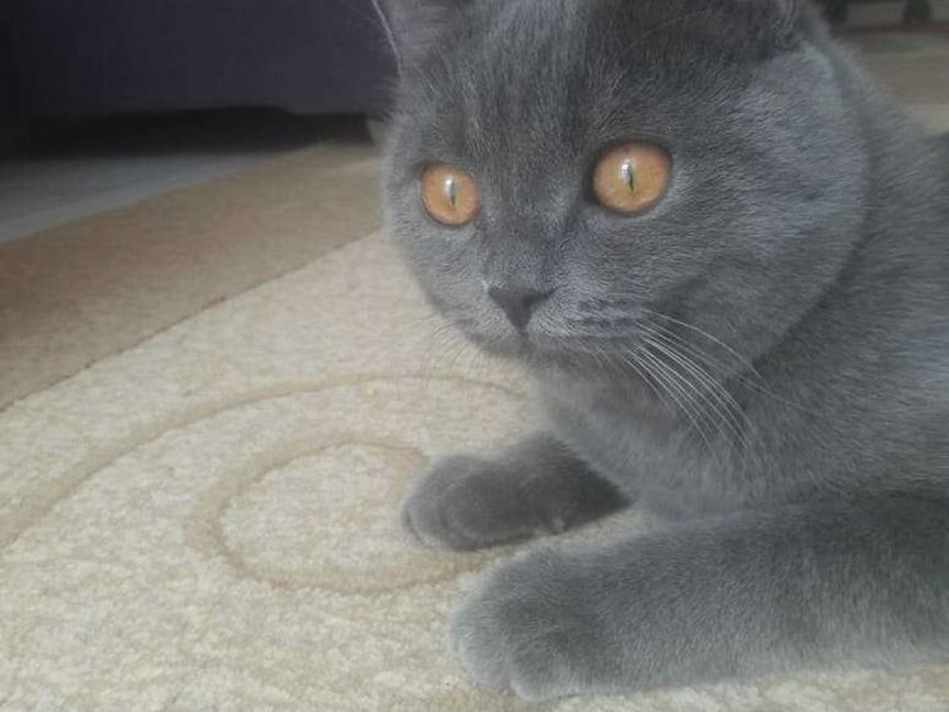 Вязка шотландский котик