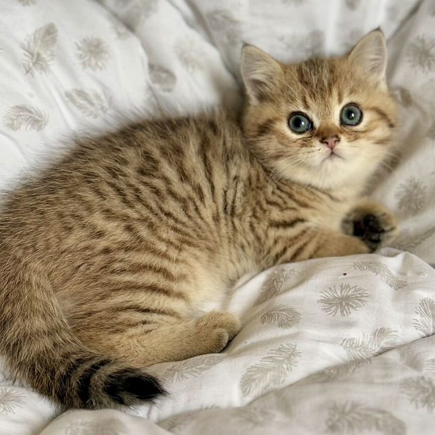 Шотландский мальчик