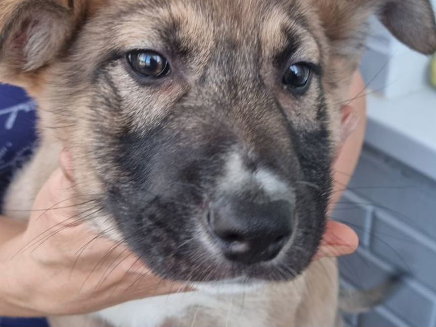 Собака в добрые руки щенок мальчик