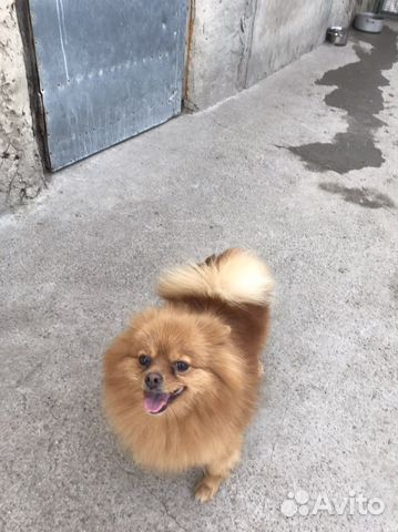 Немецкий шпиц