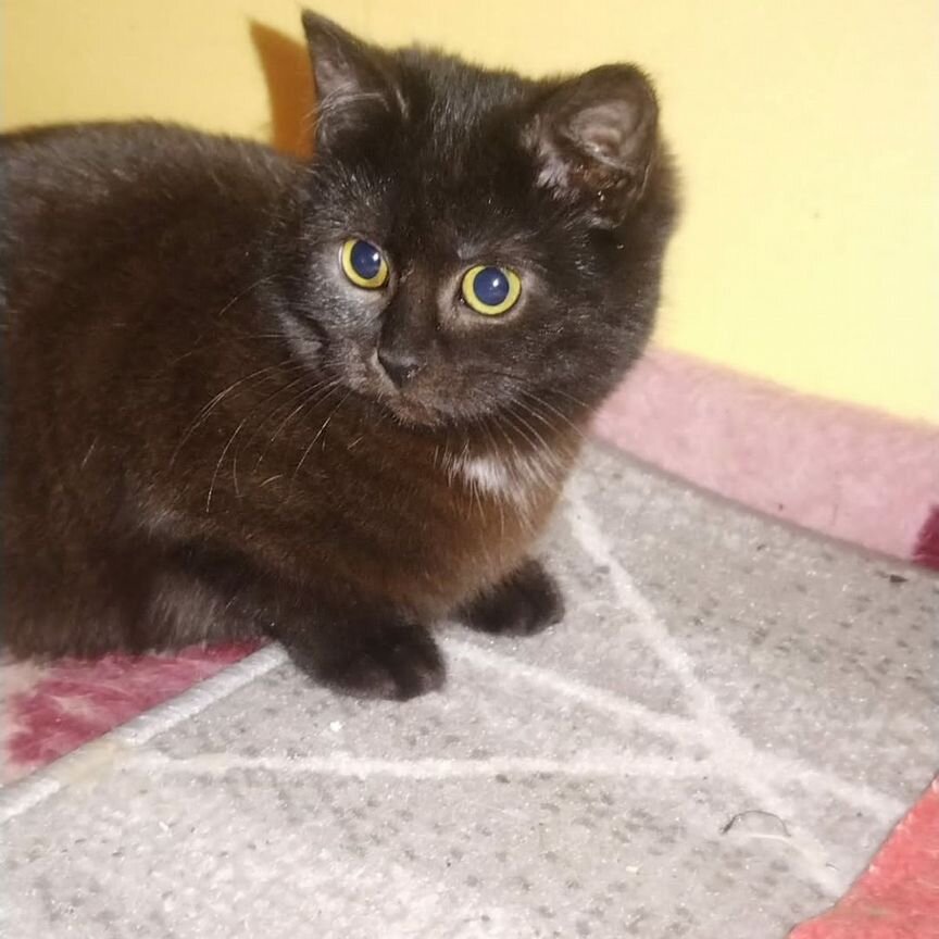 Котята черные ищем дом