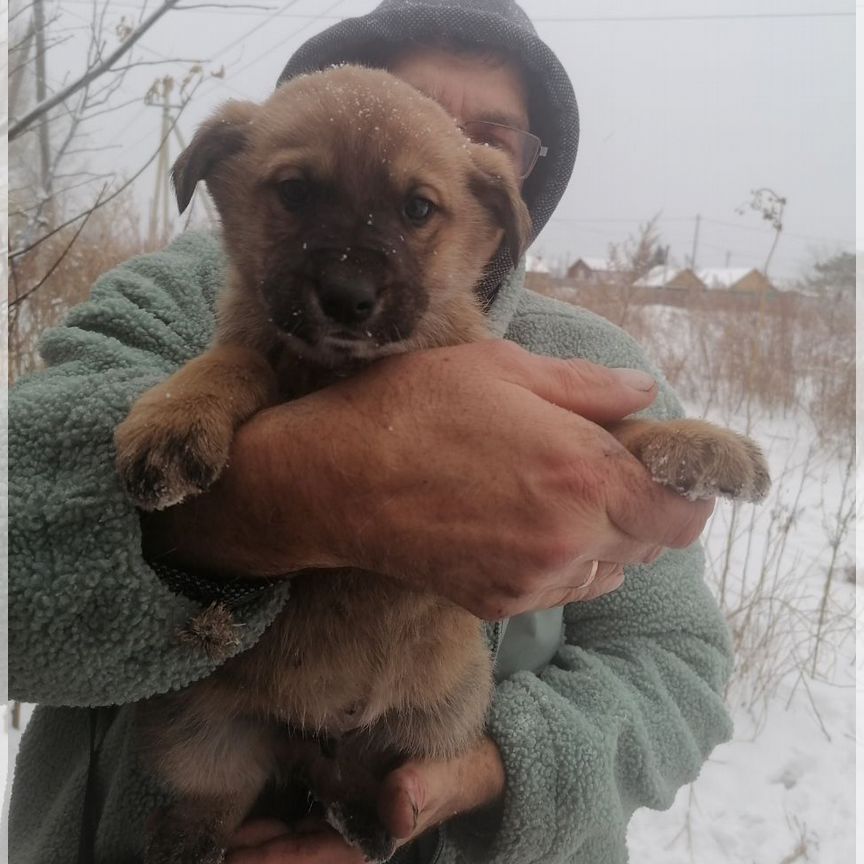 Щенок в добрые руки