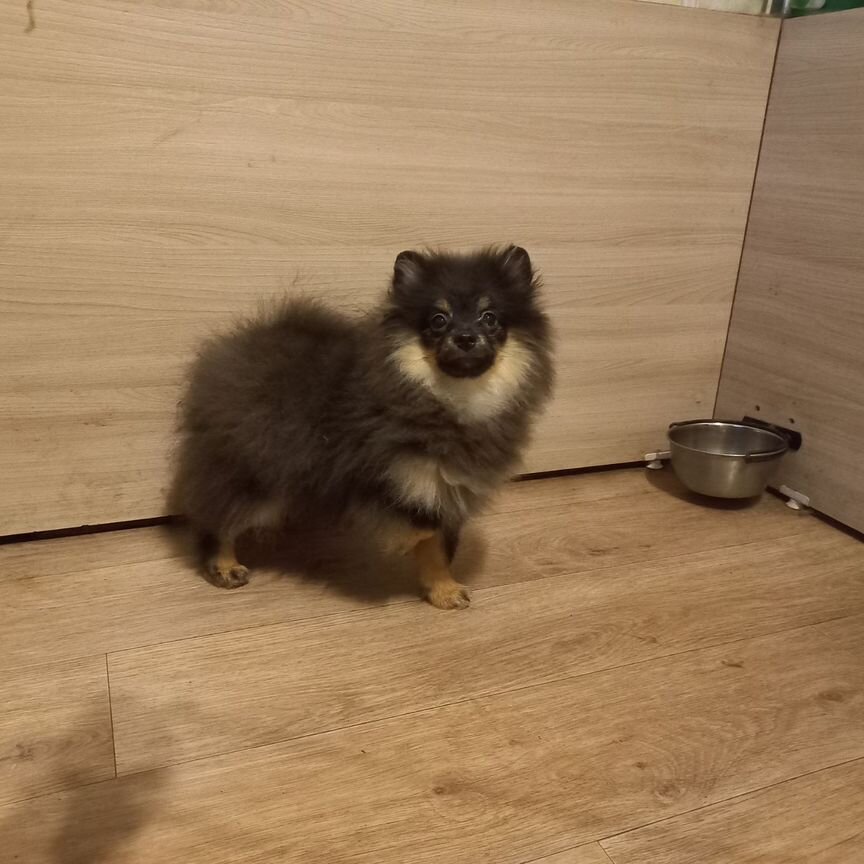 Шпиц мальчик