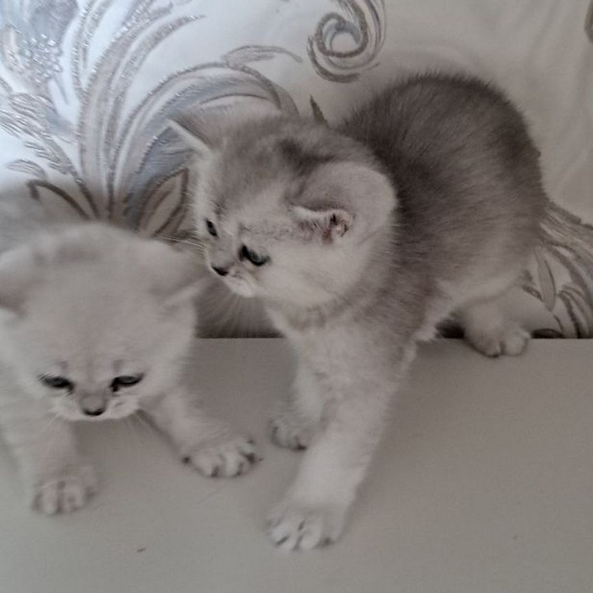 Чистокровные Британские котята