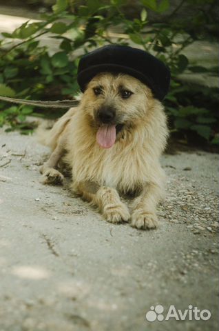 Собака в добрые руки (из приюта)