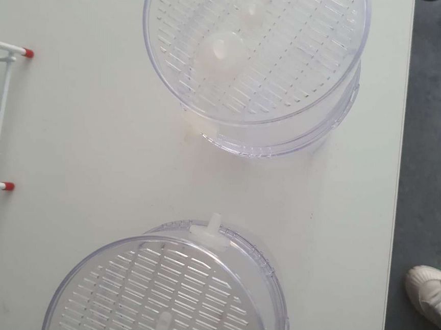 Террариум инсектарий lucky reptile, 1811