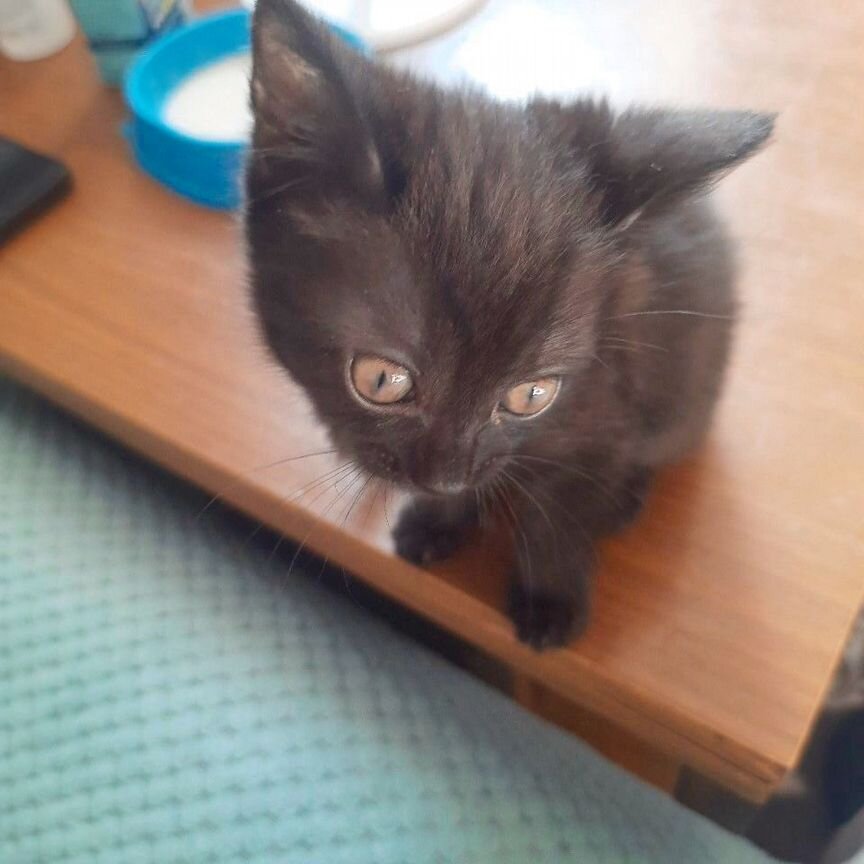 Кошечка малышка