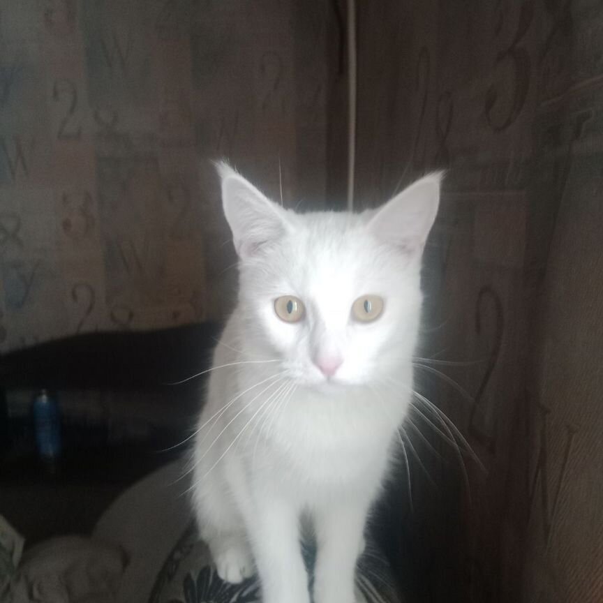 Мейн-кун кошечка