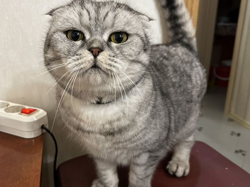 Короткошерстная британка