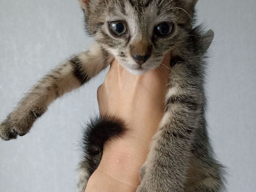 Котенок София