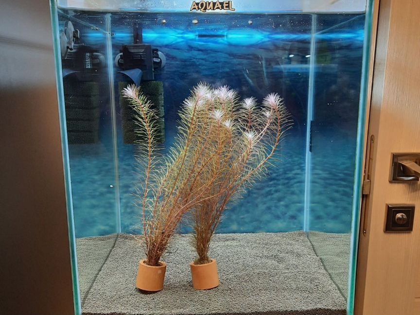 Аквариум