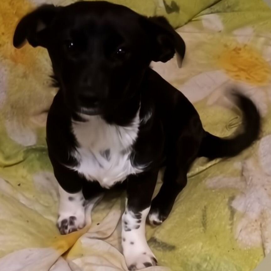 Щенок в добрые руки