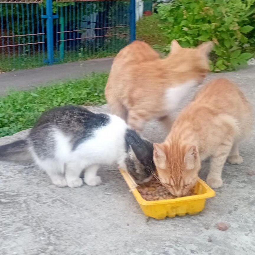 Кошечки в добрые руки