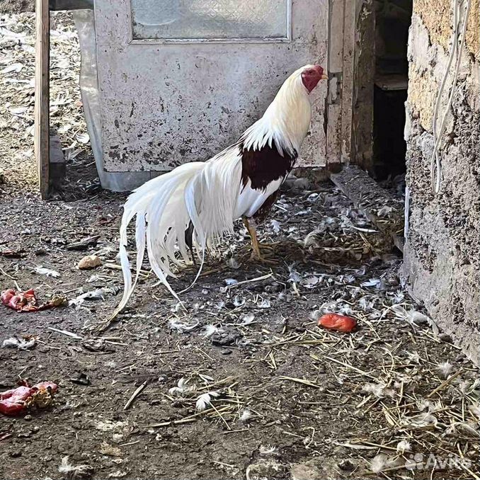 Цыплята йокогама