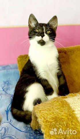 Котенок редкого окраса