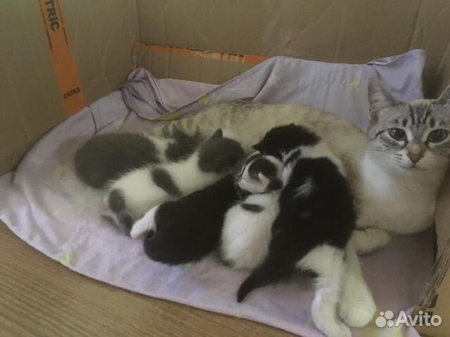 Отдам котенка в добрые руки