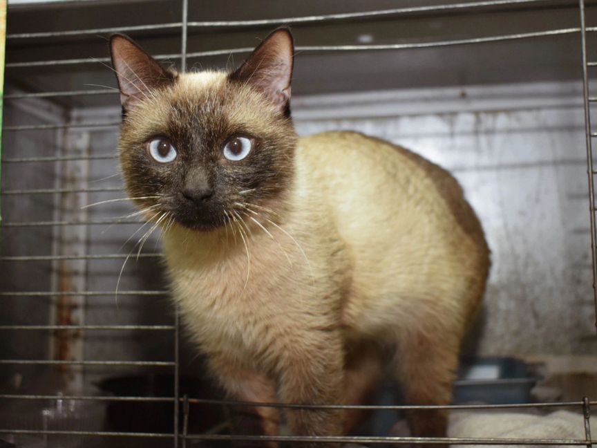 Котик Семен