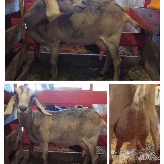 Коза альпо-нубийская