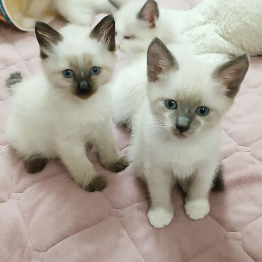Тайские котята