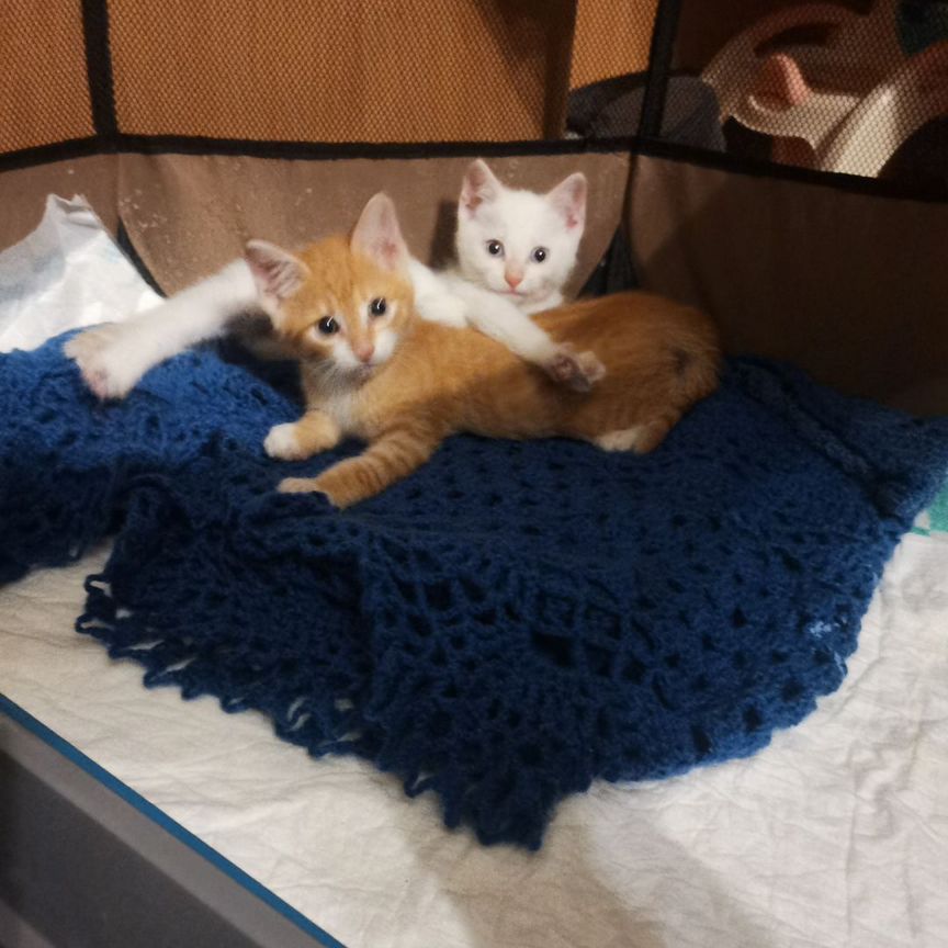 Котята в добрые руки