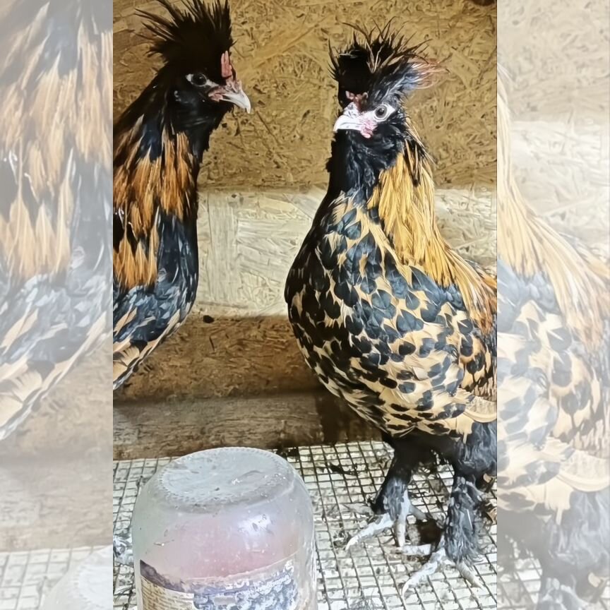 Молодые петушки