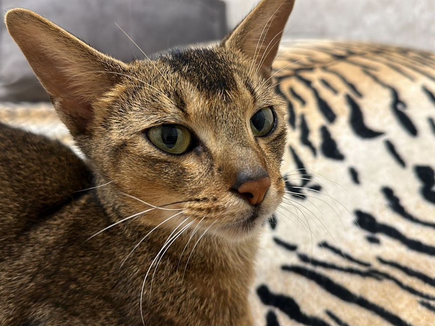 Абиссинская