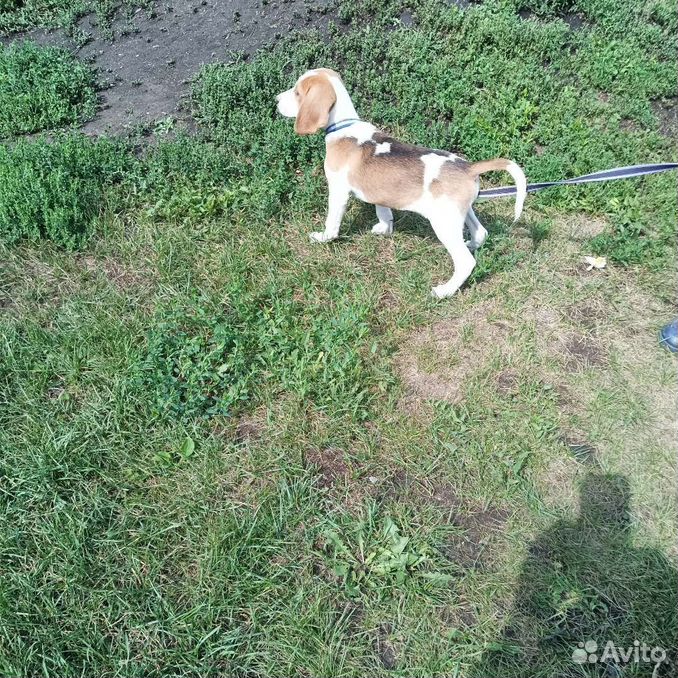 Щенок эстонской гончей (с документами)