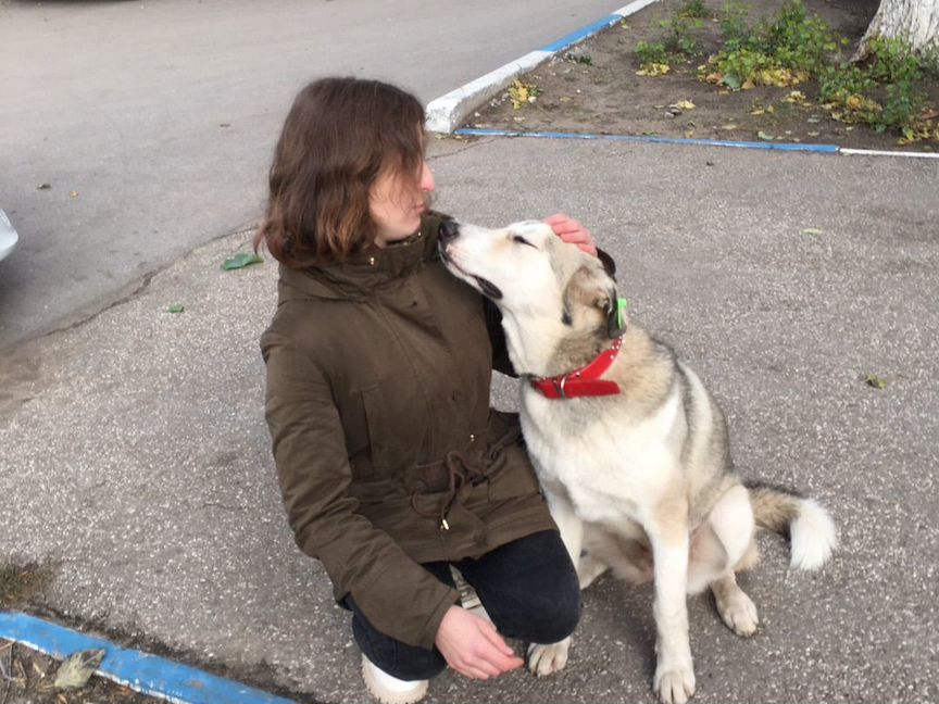 Помесь маламута и алабая