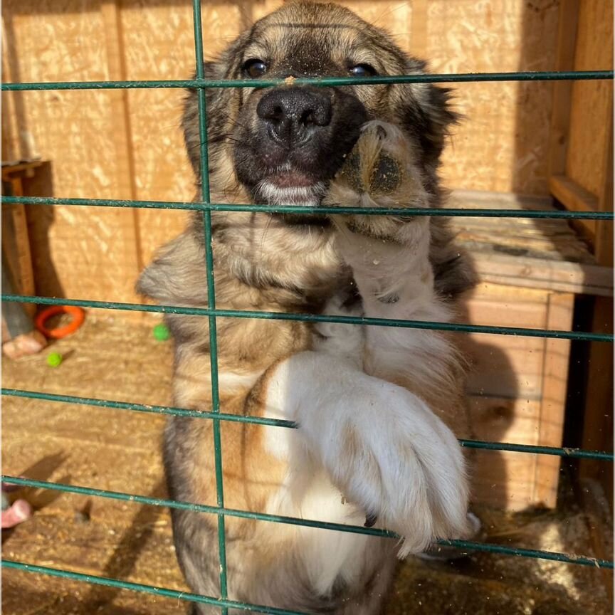 Щенок в добрые руки