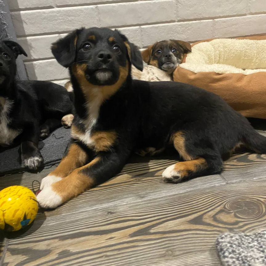 Щенок щенулька